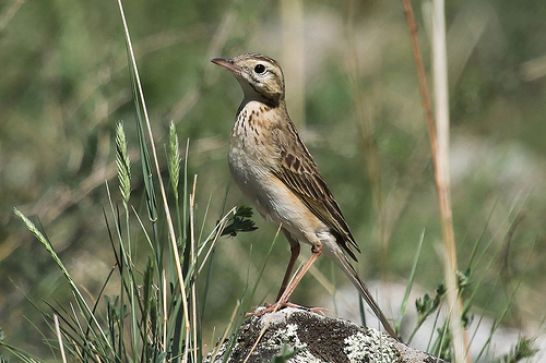 Grote Pieper Welke Vogel Is Dit Grote Pieper Welke Vogel Is Dit