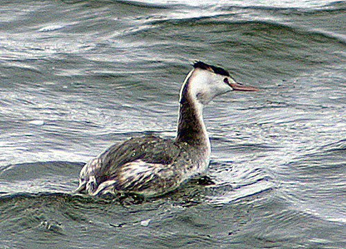 Fuut | Welke vogel is dit