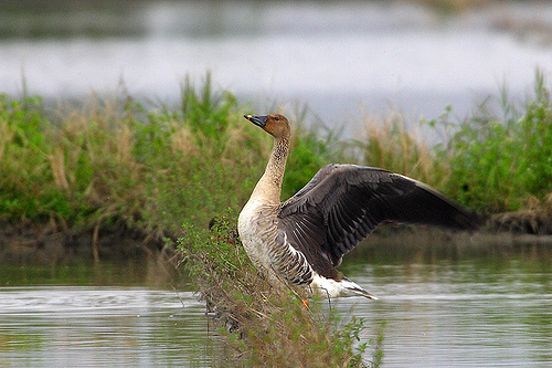 Taiga Rietgans | Welke vogel is dit