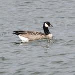 Kleine Canadese Gans | Welke vogel is dit