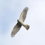 Sperwer | Welke vogel is dit