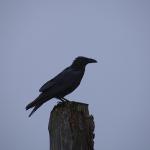 Raaf | Welke vogel is dit