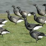 Rotgans | Welke vogel is dit