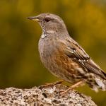 Alpenheggenmus | Welke vogel is dit