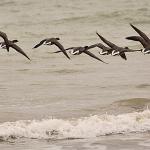 Rotgans | Welke vogel is dit