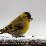 Sijsje | Welke vogel is dit